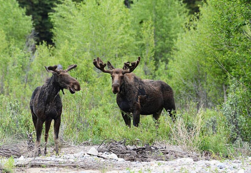 Jackson Hole: Snake River Scenic Float Tour with Chairs - An In-Depth Look at the Snake River Float Tour