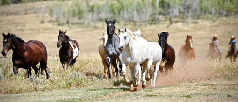 Jackson Hole: Teton View Guided Horseback Ride with Lunch - What Makes This Ride Stand Out?