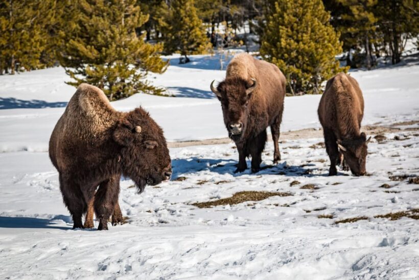 Jackson: Yellowstone Snowcoach Tour to Old Faithful - Who Should Consider This Tour?