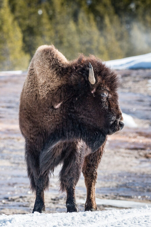 Jackson: Yellowstone Snowcoach Tour to Old Faithful - The Sum Up