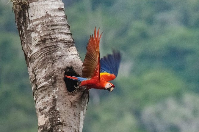 Jaco Birdwatching and Photography With Sergio - Guided Experience