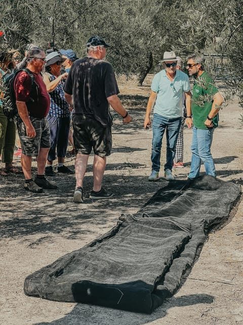 Jaén: Guided Olive Grove Tour - An In-Depth Look at the Tour Experience