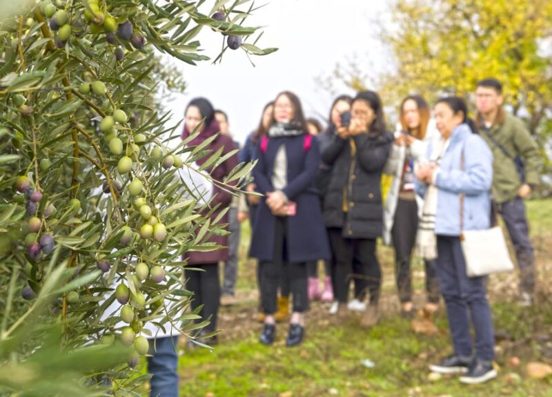 Jaén: Olive Mill Tour and Olive Oil Tasting Experience - Final Thoughts