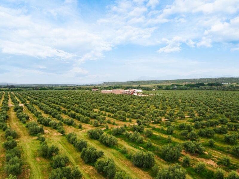 Jaen: Olive oil tour with the 5 senses, grove and tasing - Who Should Book This Tour?