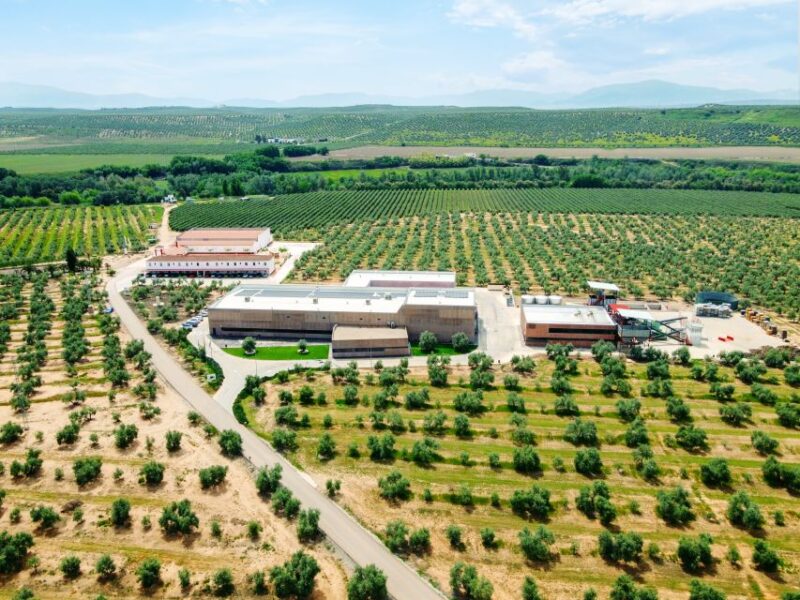 Jaen: Olive oil tour with the 5 senses, grove and tasing - FAQ