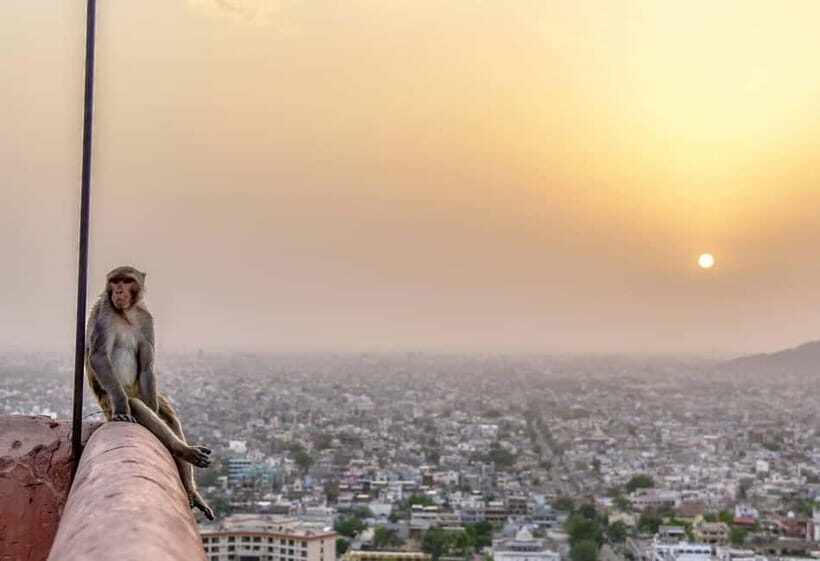 Jaipur: City Tour including Amber Fort and Monkey Temple - Key Points