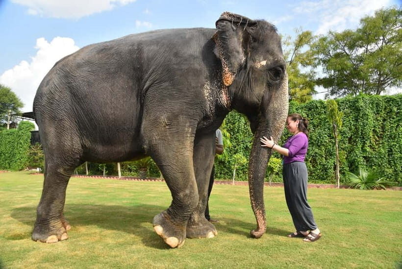 "Jaipur Elephant Experience: Bond, Connect, and Learn" - What Is the Jaipur Elephant Experience?