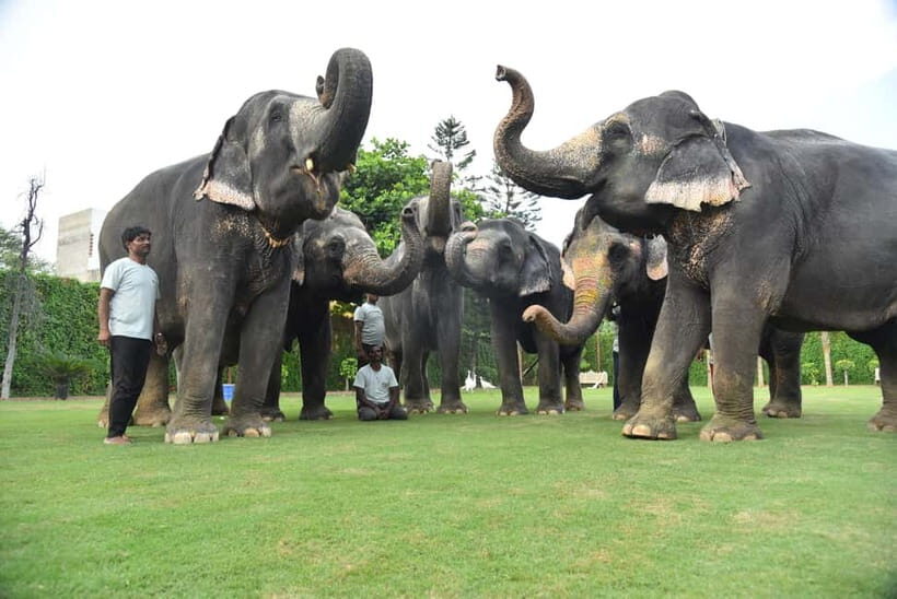 "Jaipur Elephant Experience: Bond, Connect, and Learn" - A Detailed Breakdown of the Itinerary and Activities