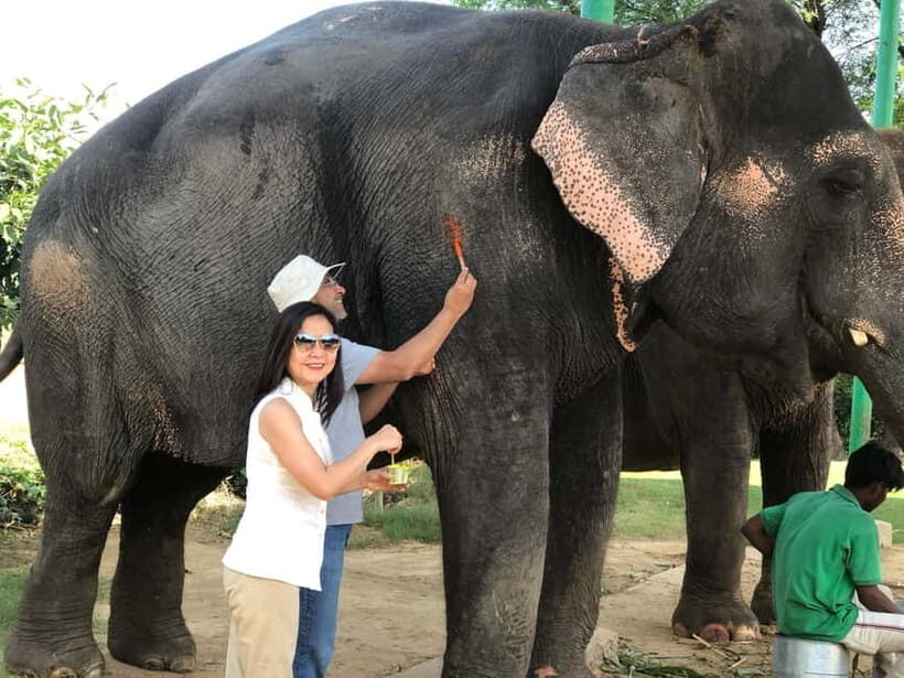 Jaipur: Elephant Interaction Tour - Why This Tour Offers Good Value