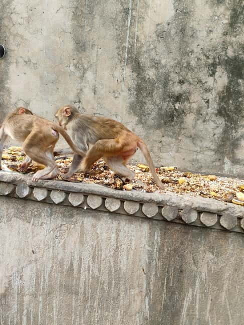 Jaipur Full-Day City Tour with Monkey Temple By AC Car - Discovering Jaipur: What to Expect on This Full-Day Tour