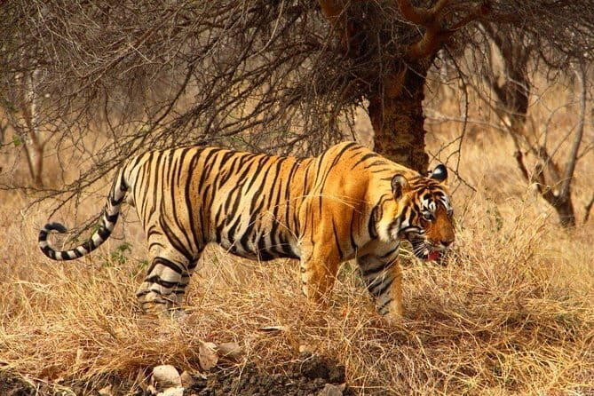 Jaipur Full Day Private Tour - What’s Included and What to Expect