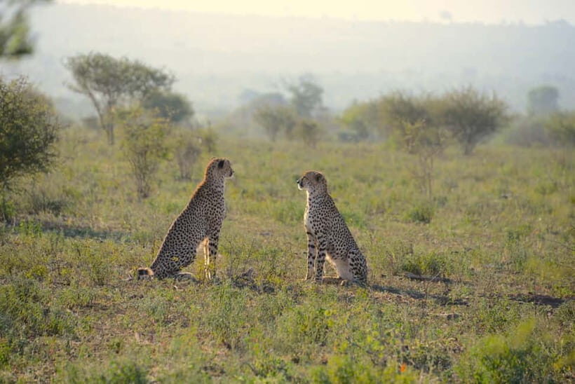 Jaipur: Jhalana Amagarh Leopard Reserve 4×4 Jeep Safari - An Authentic Wildlife Encounter Close to Jaipur