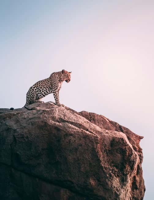 Jaipur: Jhalana Amagarh Leopard Reserve 4×4 Jeep Safari - Who Will Enjoy This Tour?