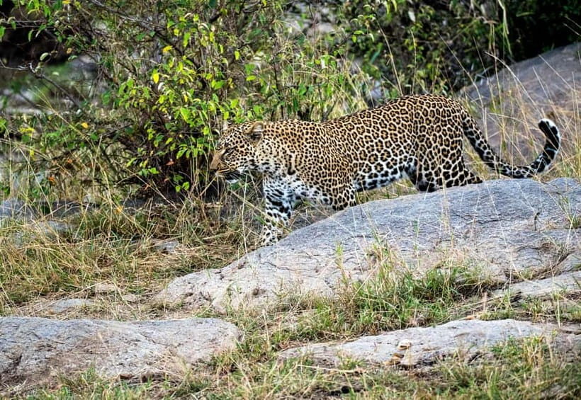 Jaipur: Jhalana Amagarh Leopard Safari Park Guided Tour - What Makes This Safari Stand Out