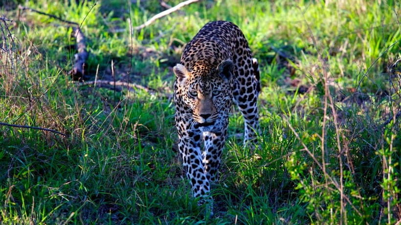 Jaipur: Jhalana Amagarh Leopard Safari Park Guided Tour - Wildlife, Conservation, and Authenticity