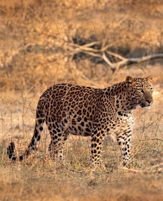 Jaipur: Jhalana/Amagarh leopard safari private tour - The Itinerary: What You Can Expect