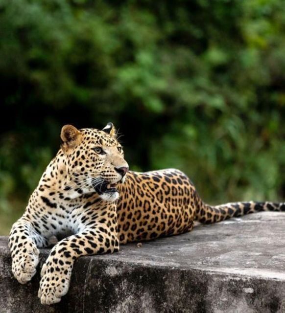 Jaipur: Jhalana/Amagarh leopard safari private tour - How This Tour Fits Different Travelers