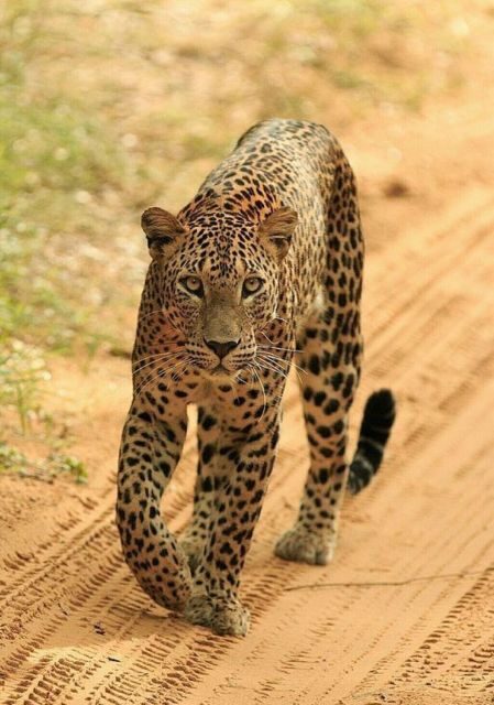 Jaipur: Jhalana/Amagarh leopard safari private tour - FAQs