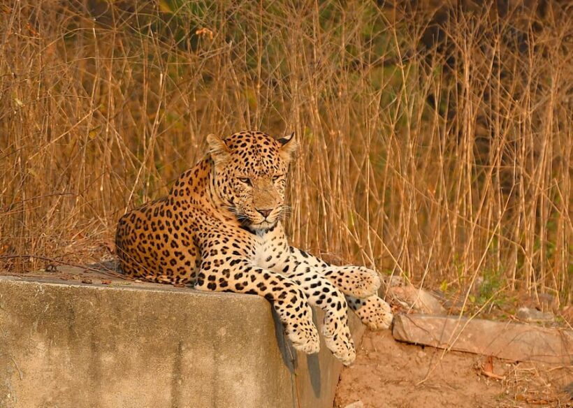 Jaipur: Jhalana Leopard Safari Tour - An Authentic Wildlife Experience Just Outside Jaipur