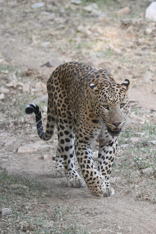 Jaipur: Jhalana Leopard Safari Tour - The Sum Up