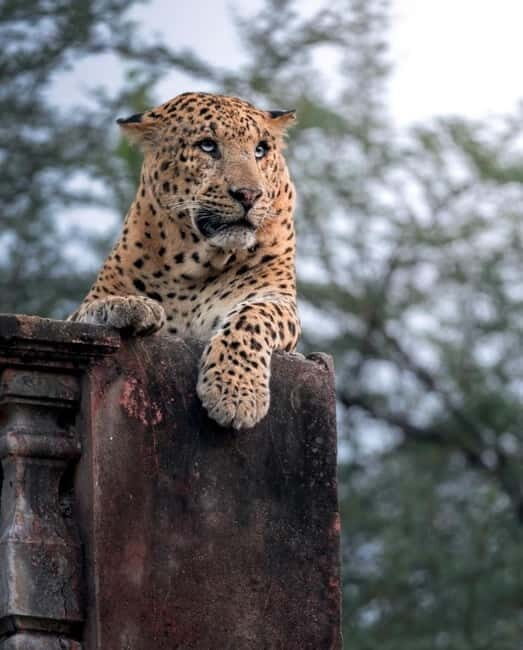 Jaipur: Jhalana leopard safari tour with hotel pickup & drop - What to Expect from the Jhalana Leopard Safari