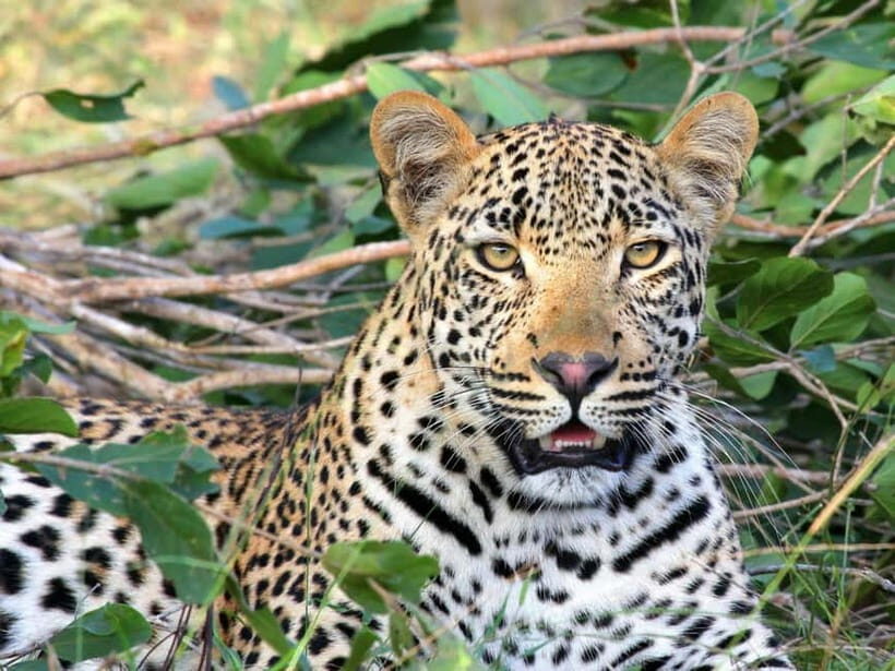 Jaipur: Jhalana leopard safari tour with hotel pickup & drop - The Practical Side: Transport, Cost, and Duration