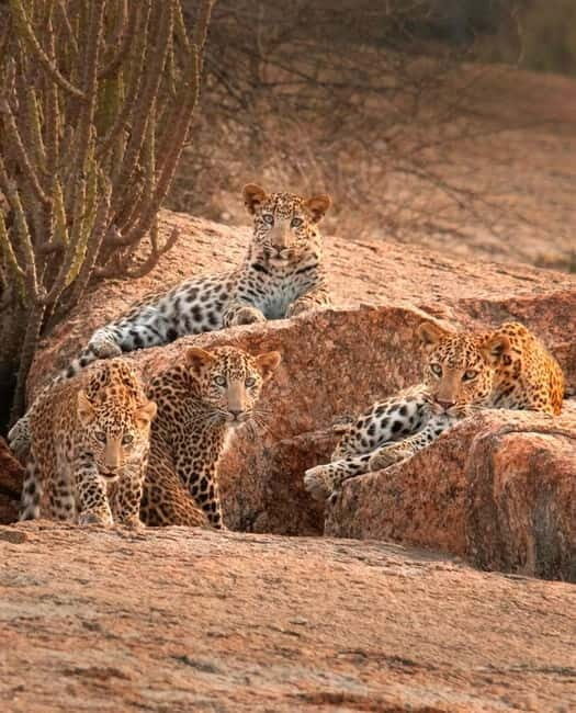 Jaipur: Jhalana leopard safari tour with hotel pickup & drop - Authentic Experiences and Tips for Visitors