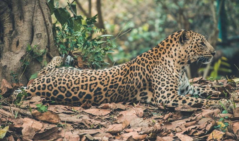 Jaipur: Jhalana leopard safari tour with hotel pickup & drop - Who Should Consider This Tour?