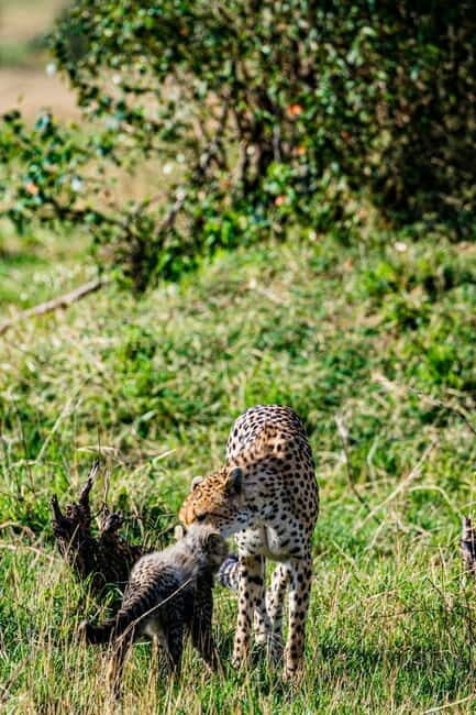 Jaipur: Jhalana leopard safari tour with hotel pickup & drop - The Sum Up
