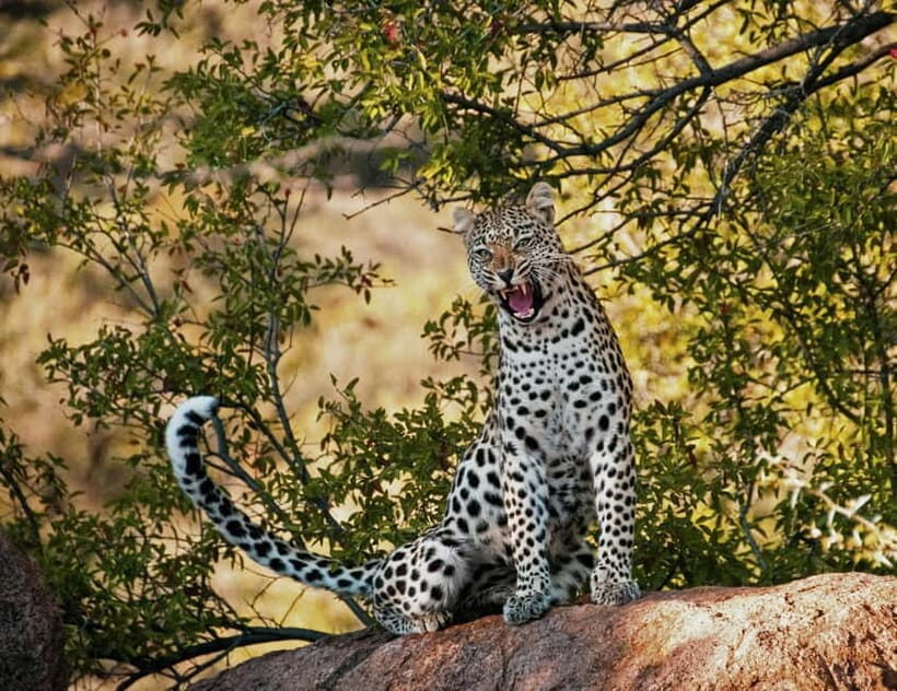 Jaipur: Jhalana leopard safari tour with hotel pickup & drop - FAQ