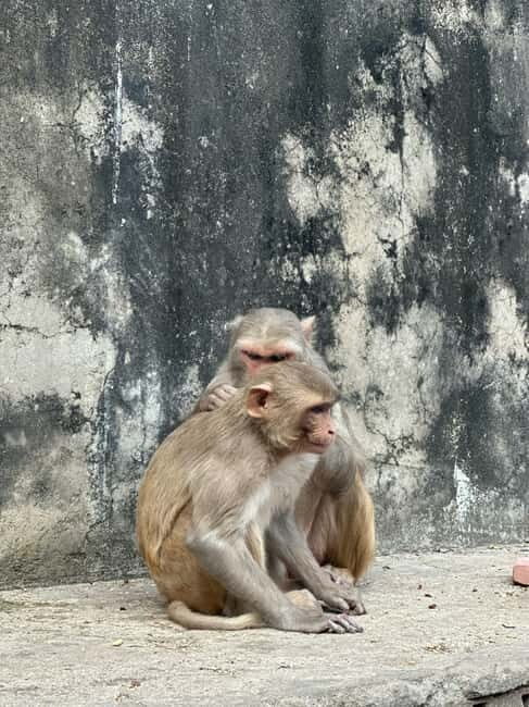 Jaipur: Monkey Temple and Sun Temple Guided Tour - Key Points