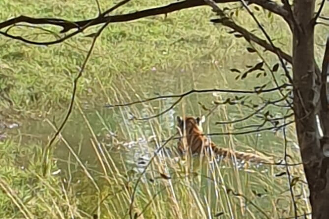 Jaipur Ranthambore Full Day Private Tour - The Experience: What Travelers Have Said