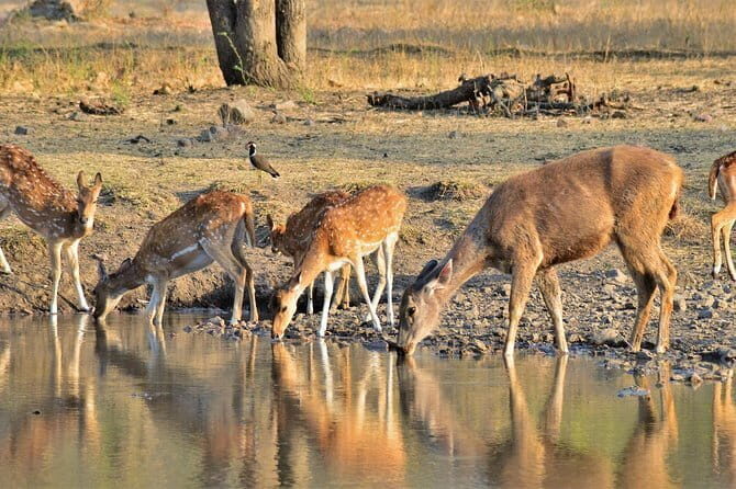 Jaipur: Ranthambore National Park- 4 hour Jeep or Canter Safari - Key Points