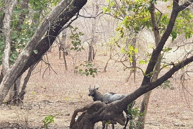 Jaipur: Ranthambore National Park- 4 hour Jeep or Canter Safari - A Closer Look at the Experience