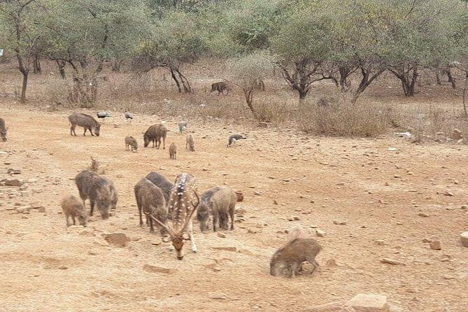 Jaipur: Ranthambore National Park- 4 hour Jeep or Canter Safari - Practical Considerations and Tips
