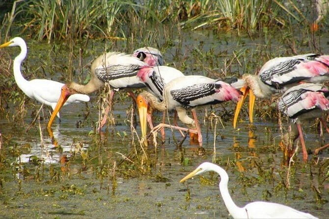 Jaipur: Ranthambore National Park- 4 hour Jeep or Canter Safari - The Sum Up