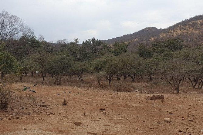 Jaipur: Ranthambore National Park- 4 hour Jeep or Canter Safari - FAQ