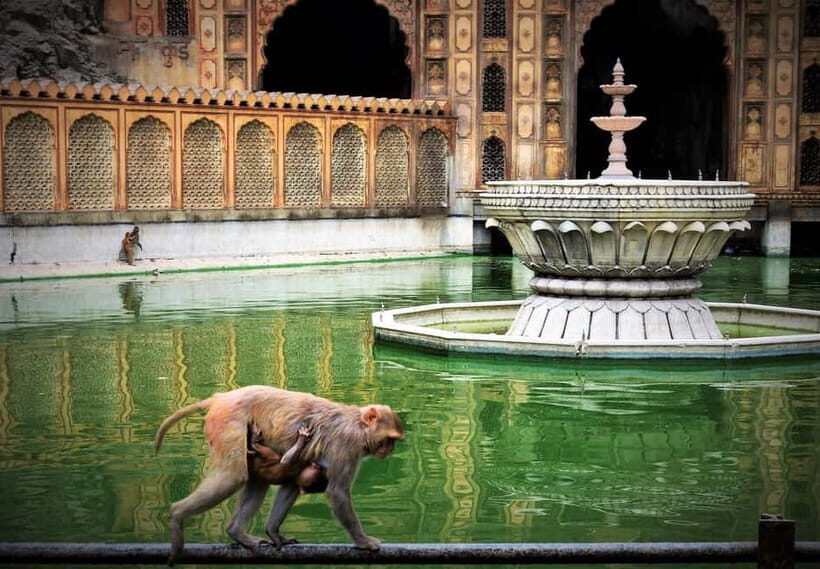 Jaipur: Sightseeing Tour with Visit to Galtaji Monkey Temple - Who Will Love This Tour?