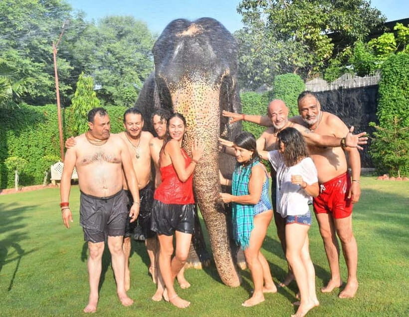 Jaipur: Sightseeing+Walking +Food + Elephant Activities Tour - Elephant Sanctuary: A Personal Connection