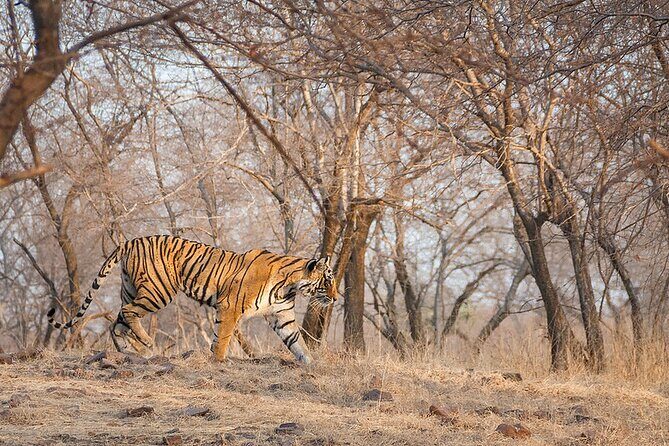 Jaipur to Ranthambore National Park Private One Day Trip - What Past Travelers Say