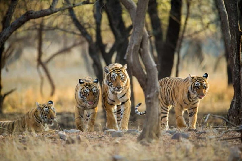 Jaipur to Ranthambore National Park Wildlife Safari - Key Points