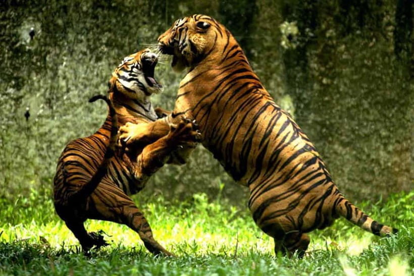 Jaipur to Ranthambore National Park Wildlife Safari - The Safari Experience: What You’ll Actually Do