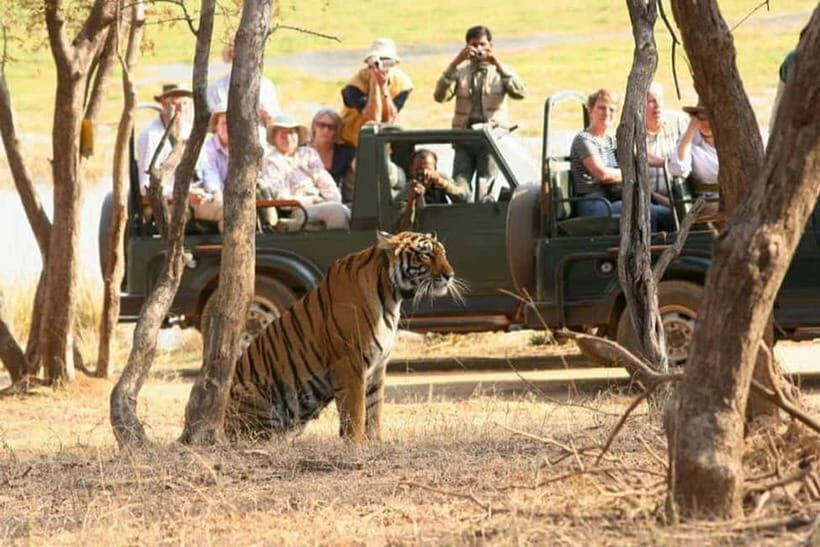 Jaipur to Ranthambore National Park Wildlife Safari - Authenticity and Overall Value