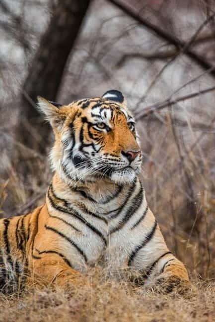 Jaipur to Ranthambore National Park Wildlife Safari - FAQs