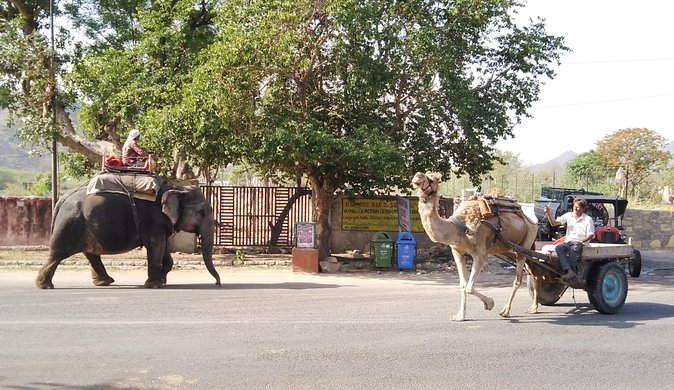 Jaipur Walking Tour - The Value of This Tour