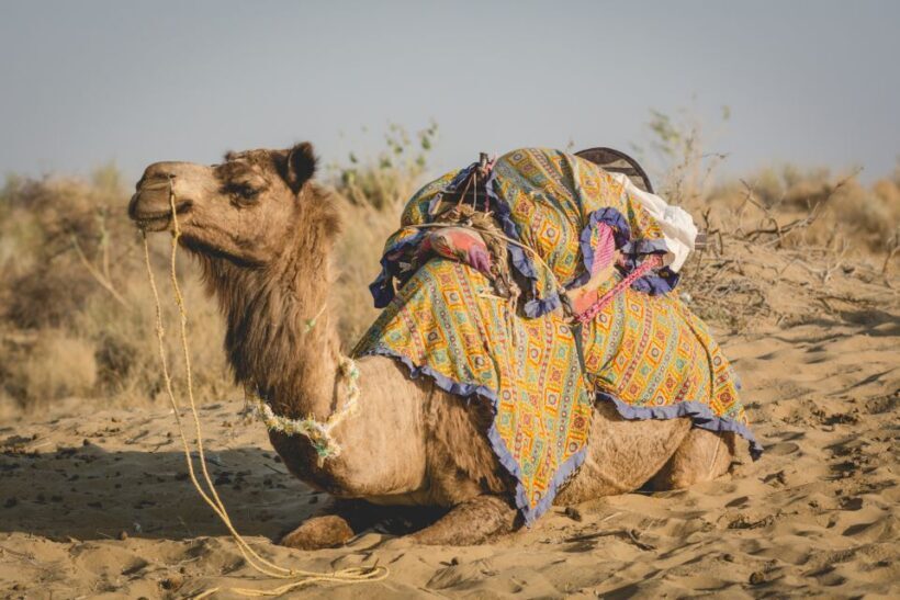 Jaisalmer: 2-Day Thar Desert Experience - Who Is This Tour Best For?