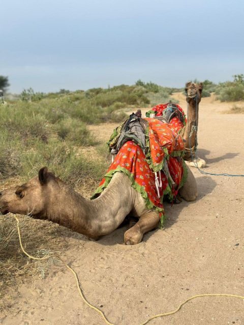 JAISALMER DESERT EXPERIENCE : SLEEPING UNDER THE STAR - Who Is This Tour Best For?