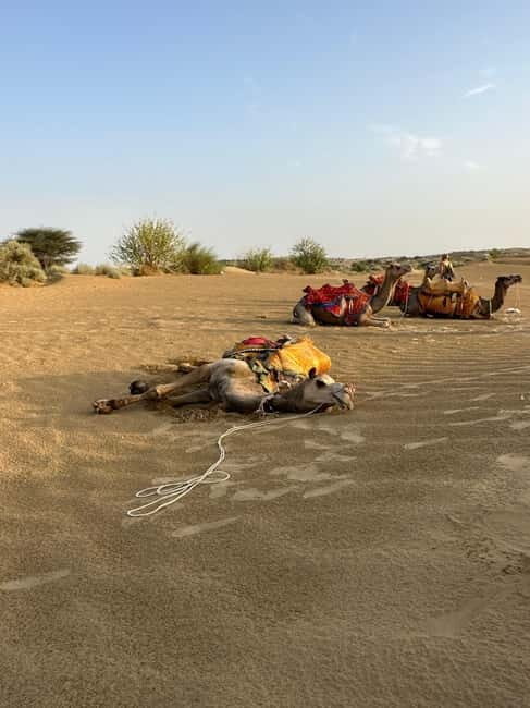 Jaisalmer: Sam Sand Dunes Sunset Tour with Camel Ride - An In-Depth Look at the Experience