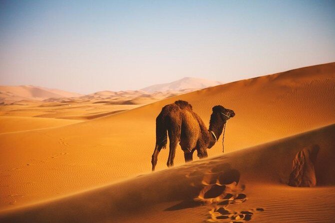 Jaisalmer Tour Package 4 Days From Jaisalmer - Transportation, Accommodation, and Value