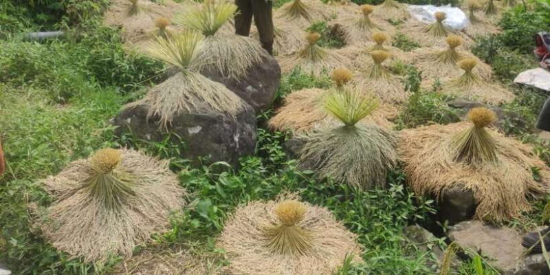 Jakarta: Active Volcano, Waterfall &beautiful local village - FAQs